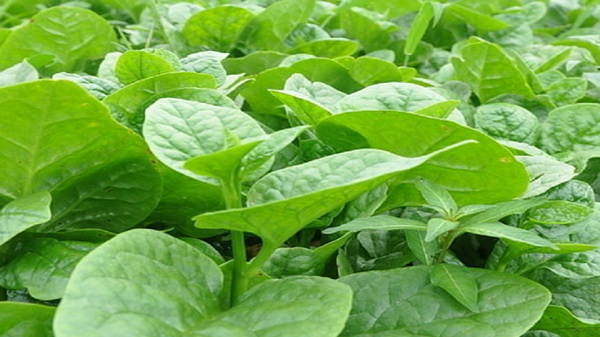 Mong-toi-basella-alba-legumbres-vietnamita - Horizon Vietnam Travel